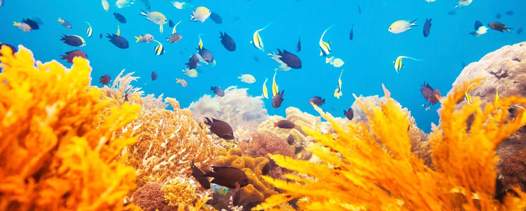 The first catastrophic climate tipping point has been reached