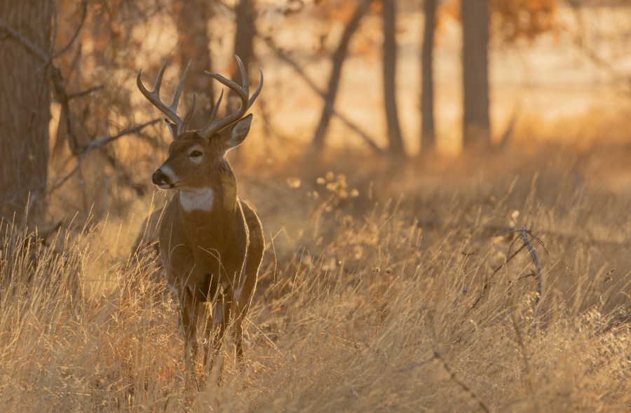 Indiana State Police release tips and tricks to avoid deer in the roadway