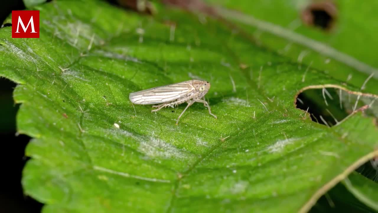 Insecto proveniente de México alerta a EU: ¿qué se sabe del Osbornellus ...