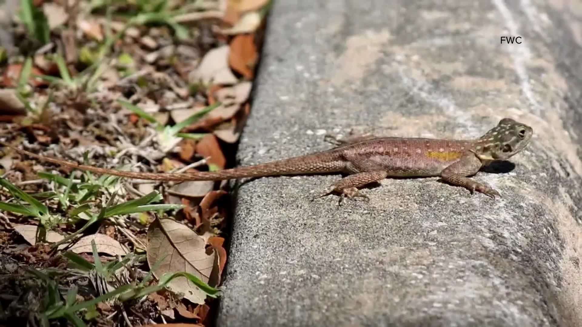 Invasive Agama lizard sightings rise in Florida; Scientists raise ...