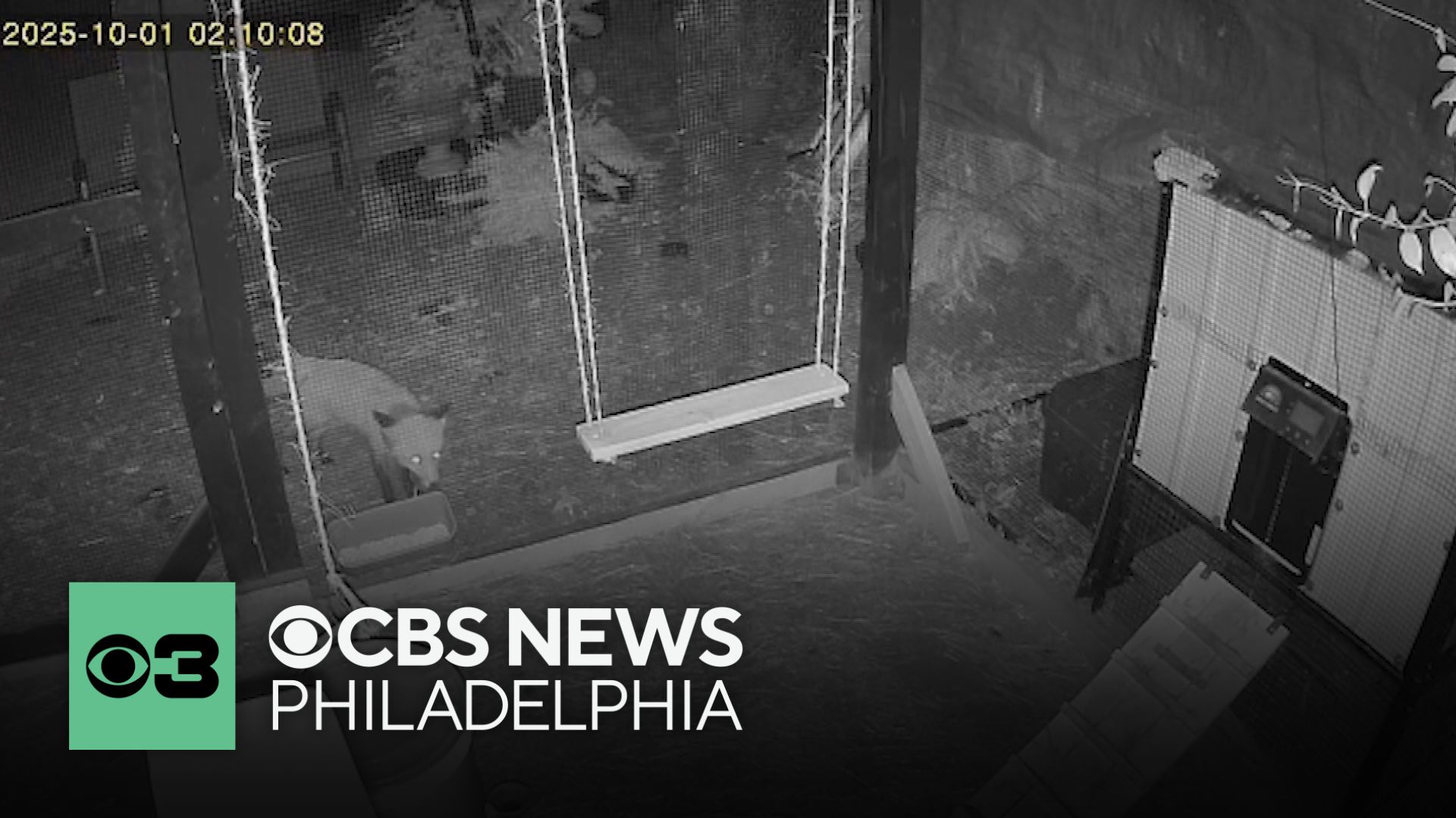 Animal nonprofit searching for fox seen with tube around its neck in ...