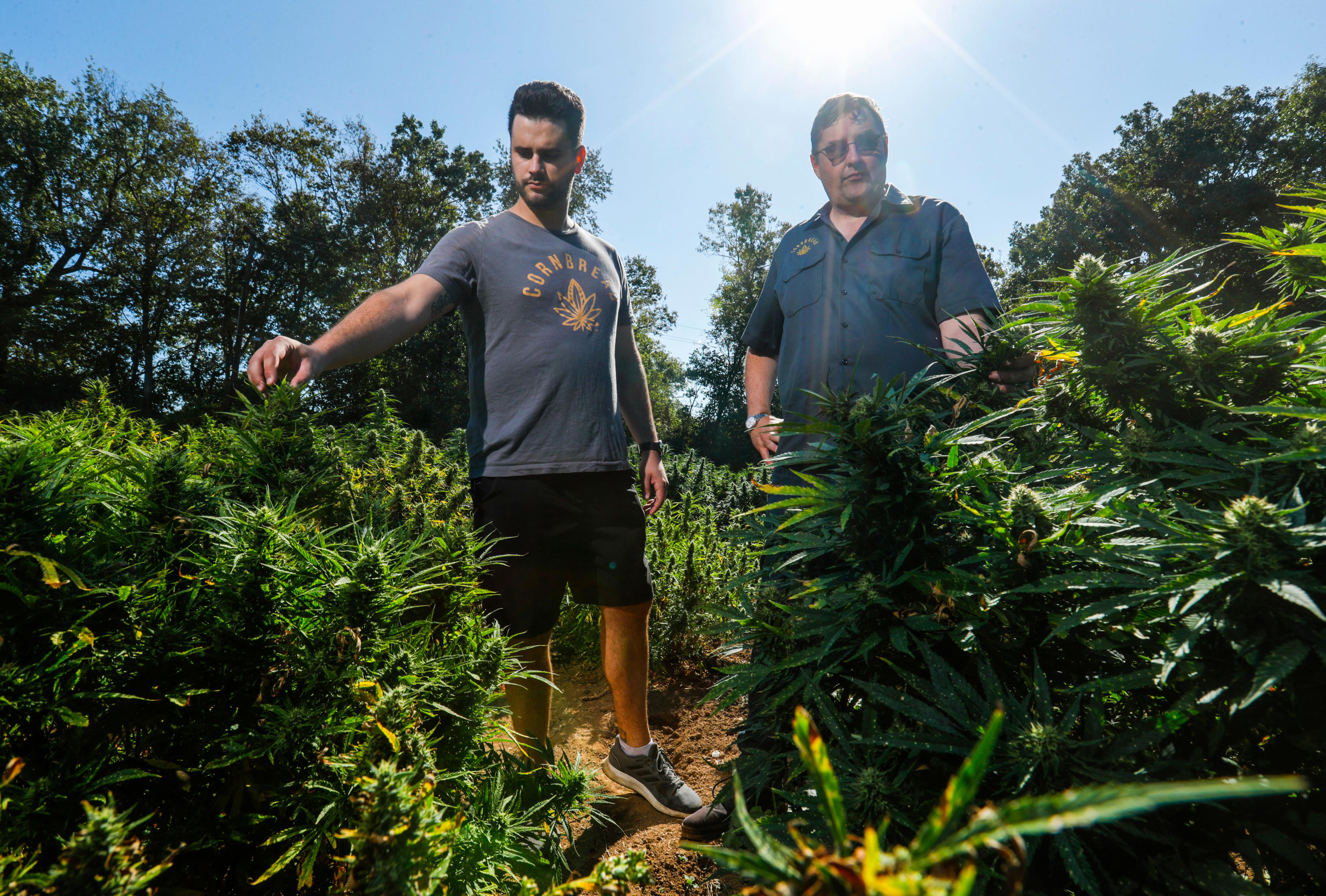Cornbread Hemp leads CBD market with 'New Ideas,' earning Top ...