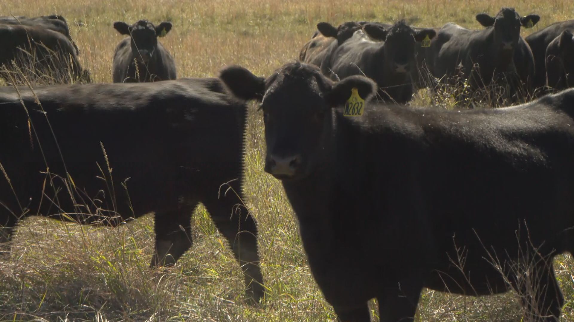 Beef prices hit record highs as cattle inventory drops to 1950s levels