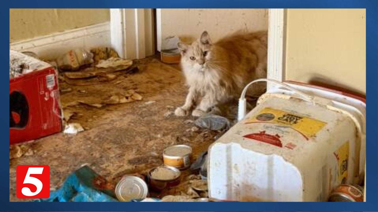 Middle Tennessee cat rescue overwhelmed as adoptions, donations drop