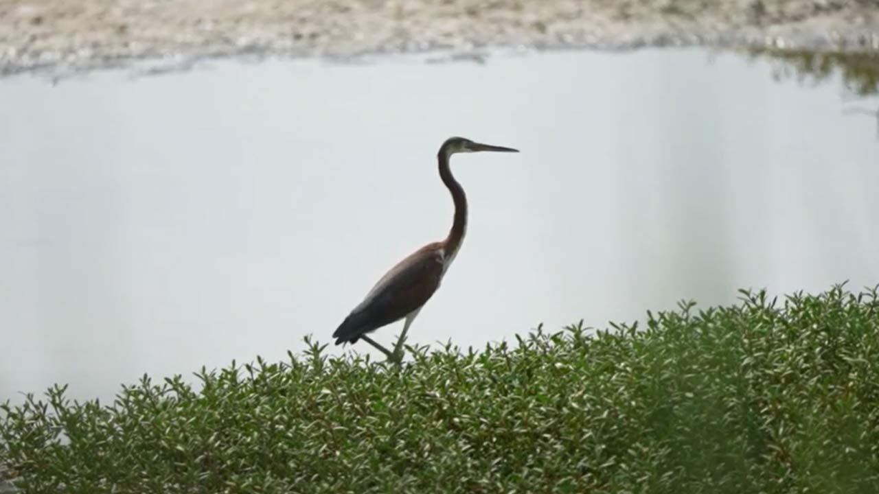 SCDNR to make rule changes for visitors at Crab Bank Seabird Sanctuary