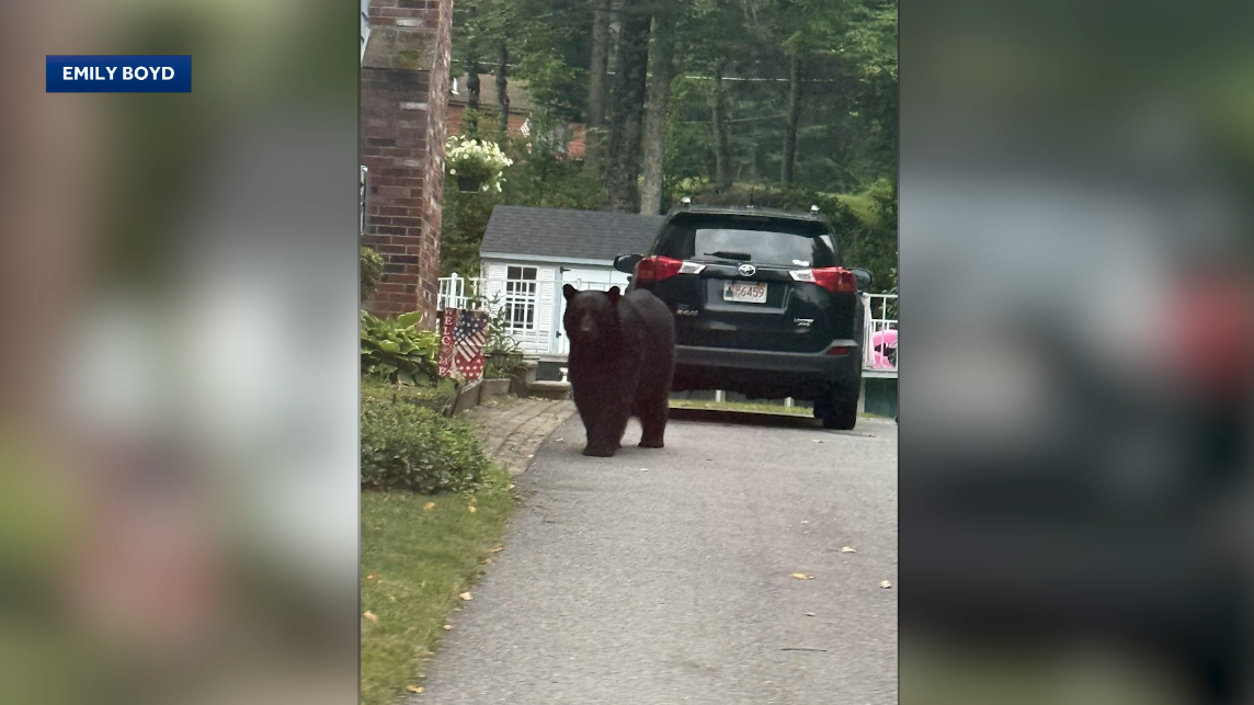 Residents on alert after several farm animals killed by black bear in ...