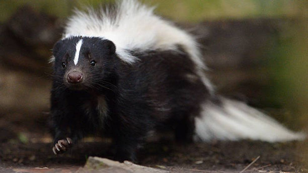 Child exposed to rabid skunk on North Side marks 18th positive case in ...