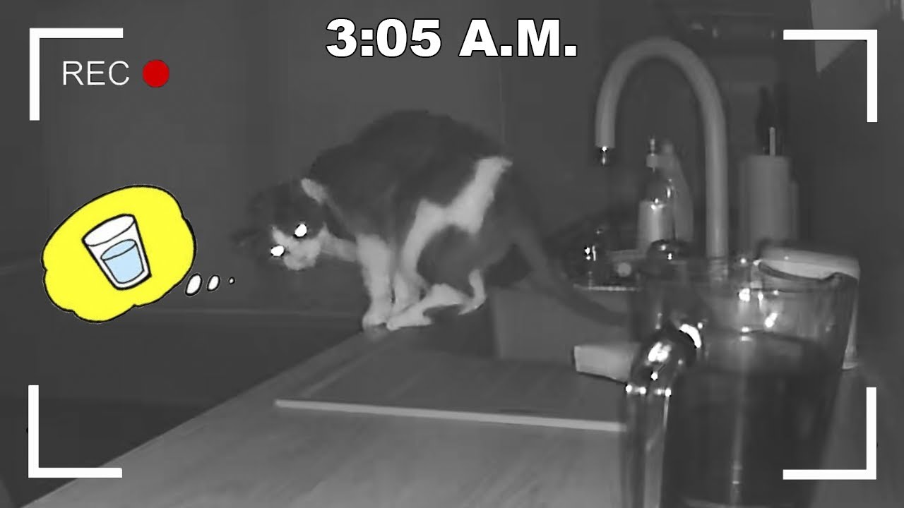 Cat’s Secret Night Routine Revealed