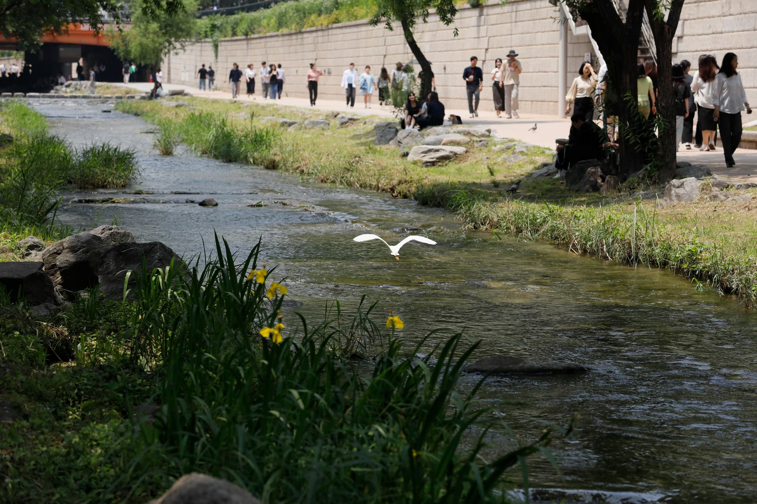 Cheonggyecheon's Fish Species Reach 33, Including Rare Tteoknapjulgengi