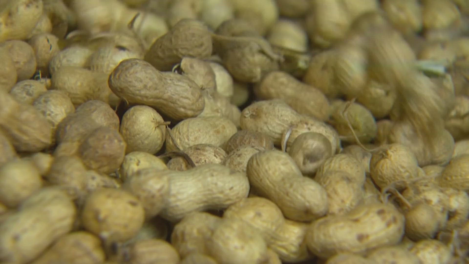 Guidance to feed babies peanuts helped thousands of kids avoid ...