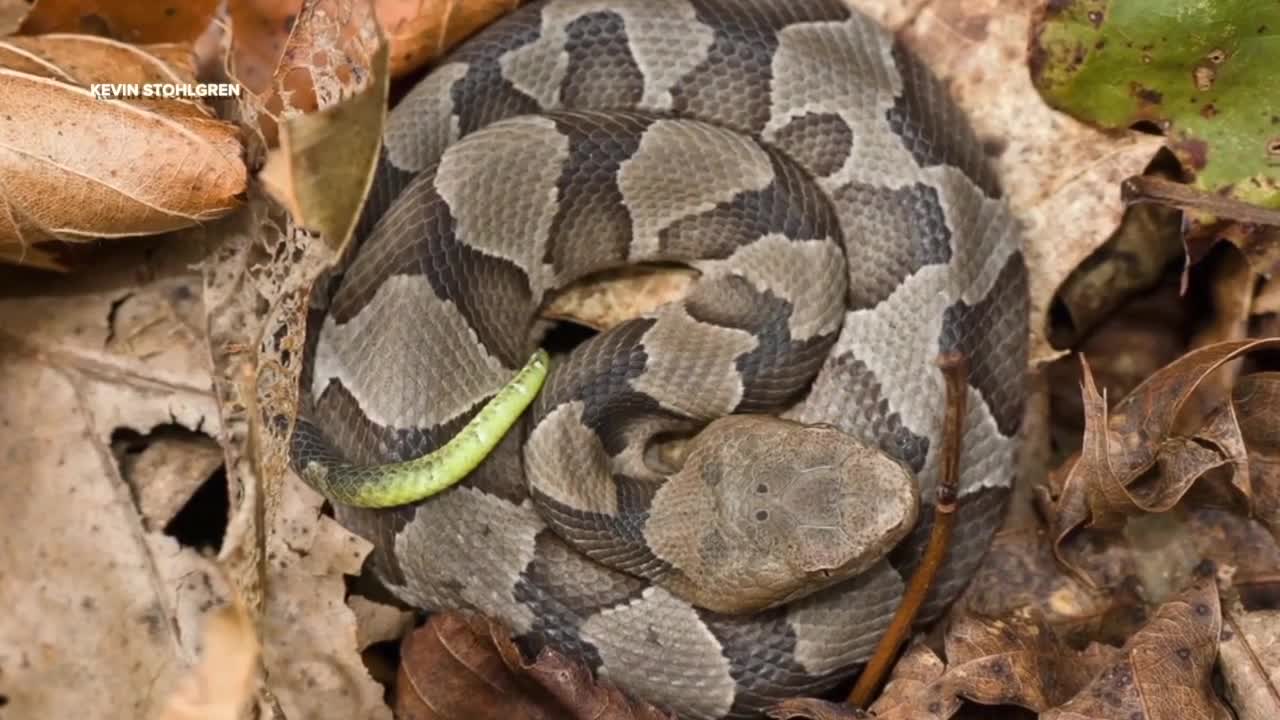 Maryland Snake Safety: Fall foliage hiking tips from state zoologist