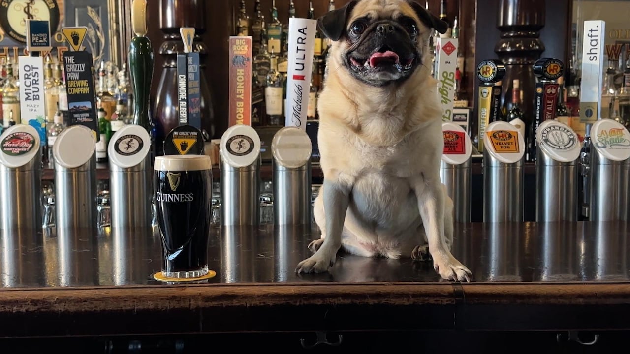 Pint pulling Pug highlights issues with AI and online certifications