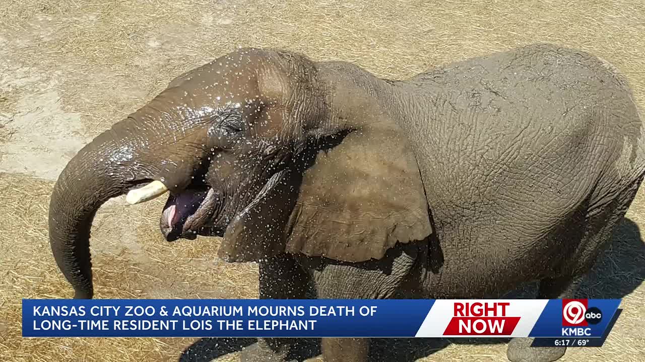 Kansas City Zoo & Aquarium mourns loss of 47-year-old elephant