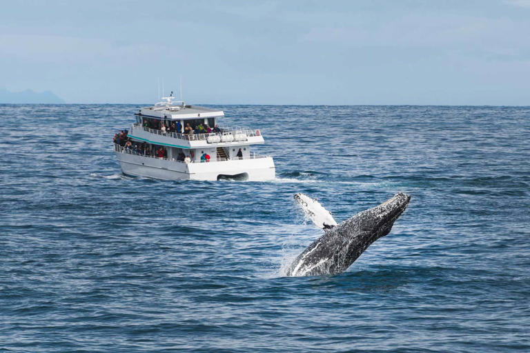 5 Places To Watch Whales Along the Washington Coast