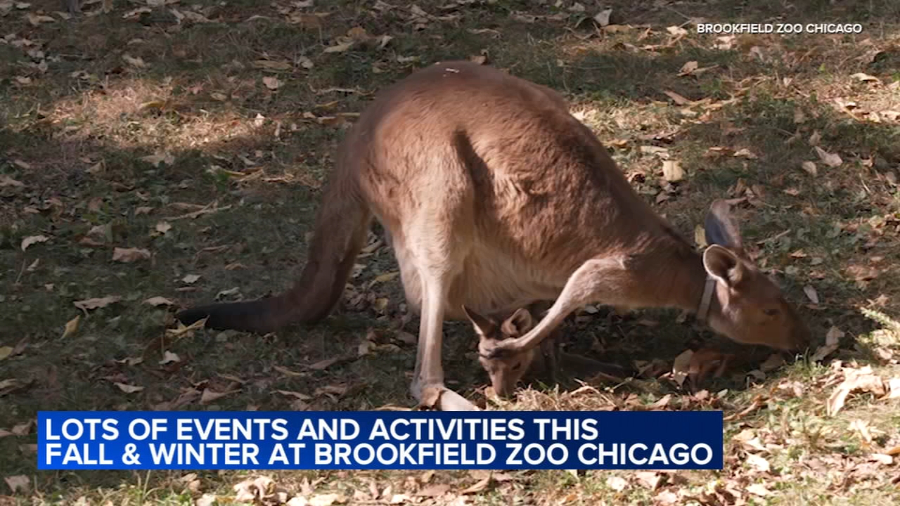 Brookfield Zoo Chicago hosting lots of events, activities this fall, winter