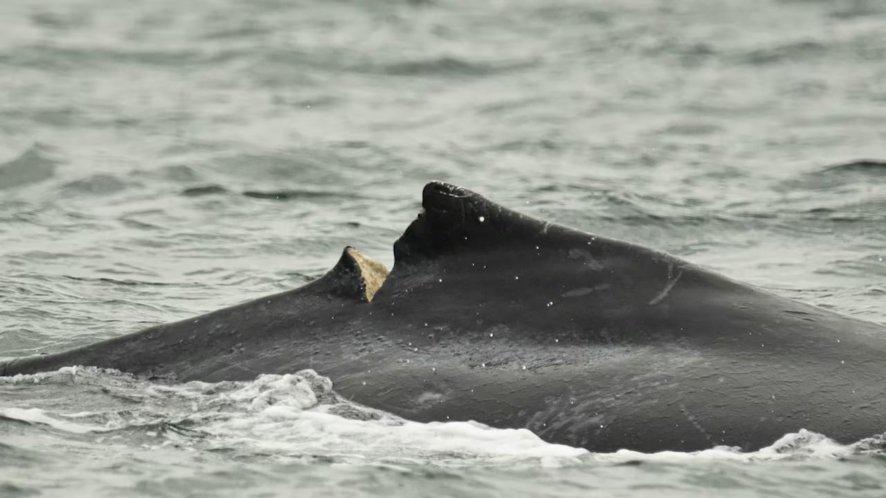 Humpback calf suffers deep gash after ferry collision