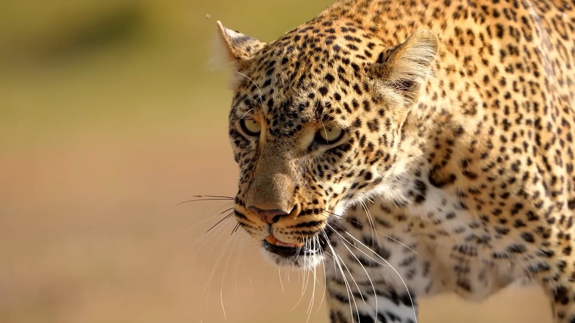 Leopardit: Lähikuvaa isoista kissaeläinpetoeläimistä