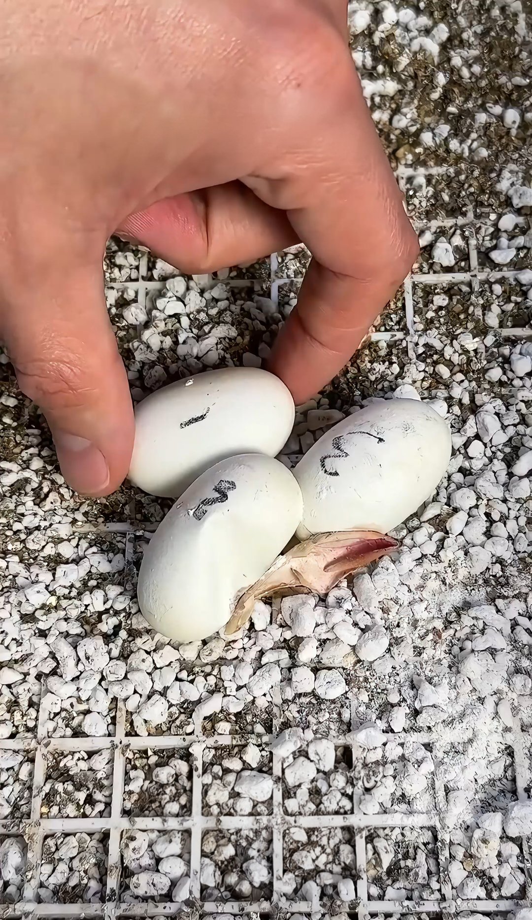 My last clutch of children's pythons will be hatching soon!