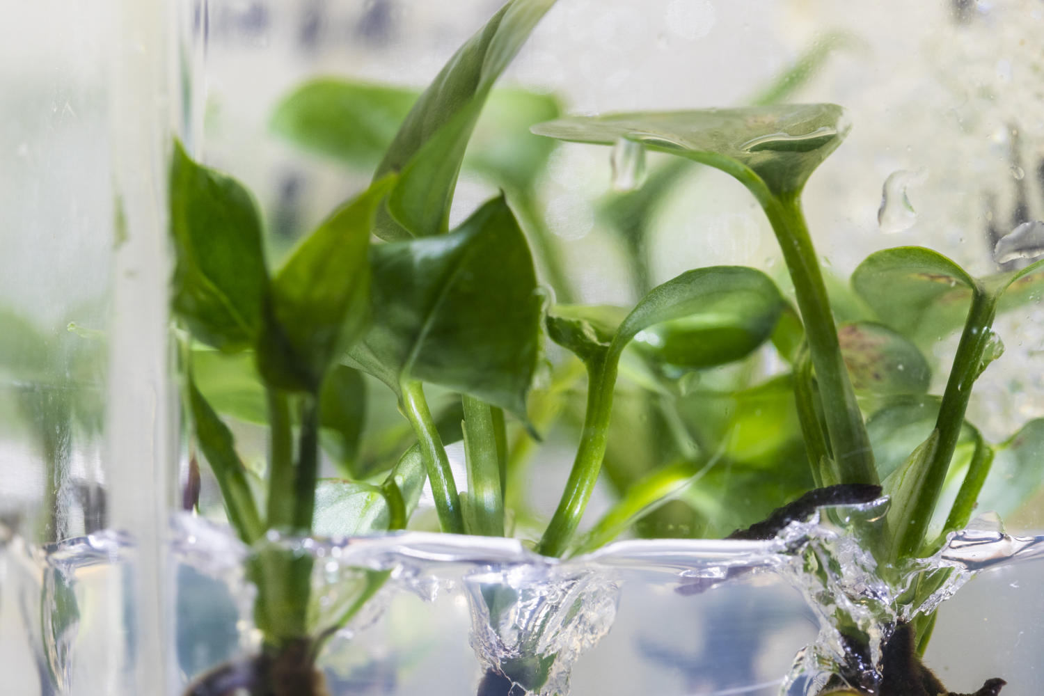 These Plants Can Clean the Air, Even in Low-Light Rooms