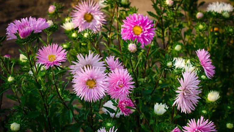 Otužilci mezi kvetoucími rostlinami se přihlásili o slovo