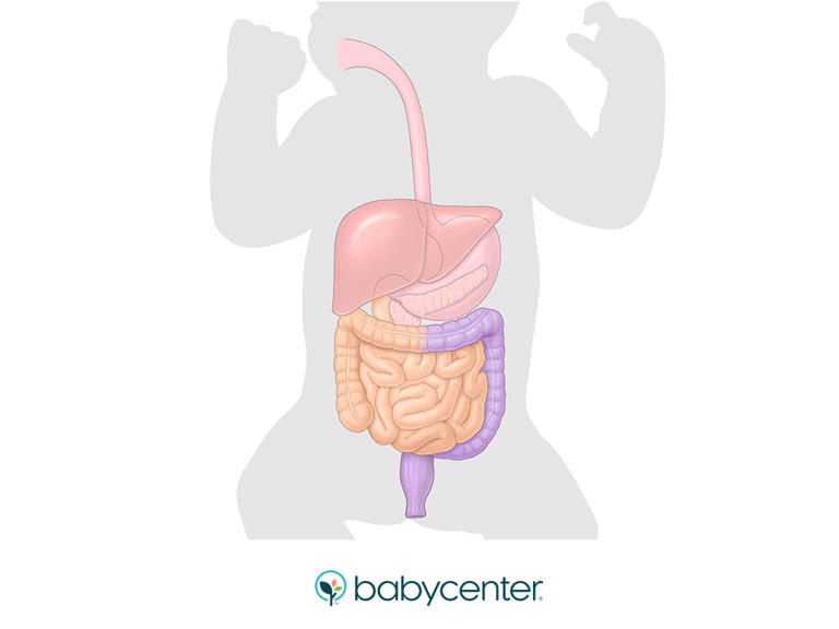 Eating and Pooping in The Womb: How your baby’s digestive system develops