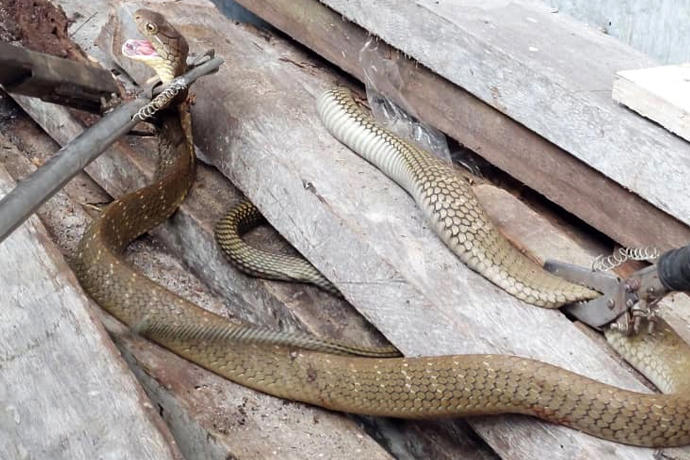 Tim Damkar Palangka Raya Gerak Cepat Tangkap Ular yang Menyusup ke ...