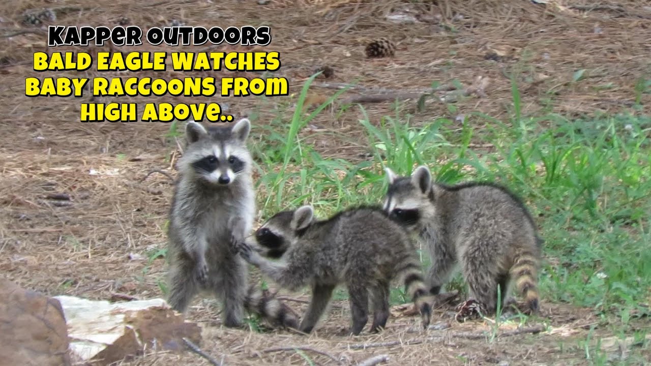The Cutest Baby Raccoons But There S A Twist