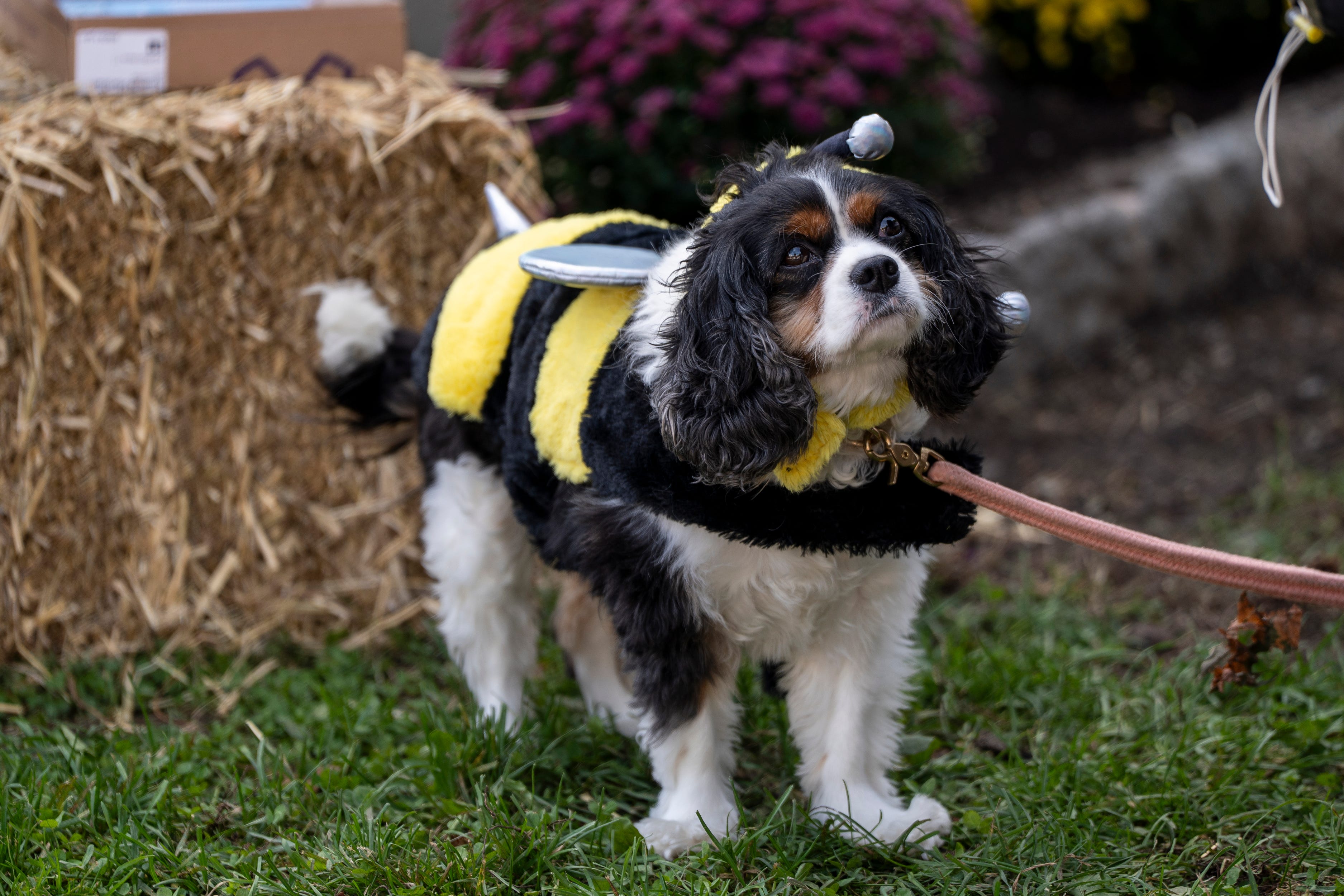 Dogs are everywhere nowadays. But can you bring them into a grocery ...