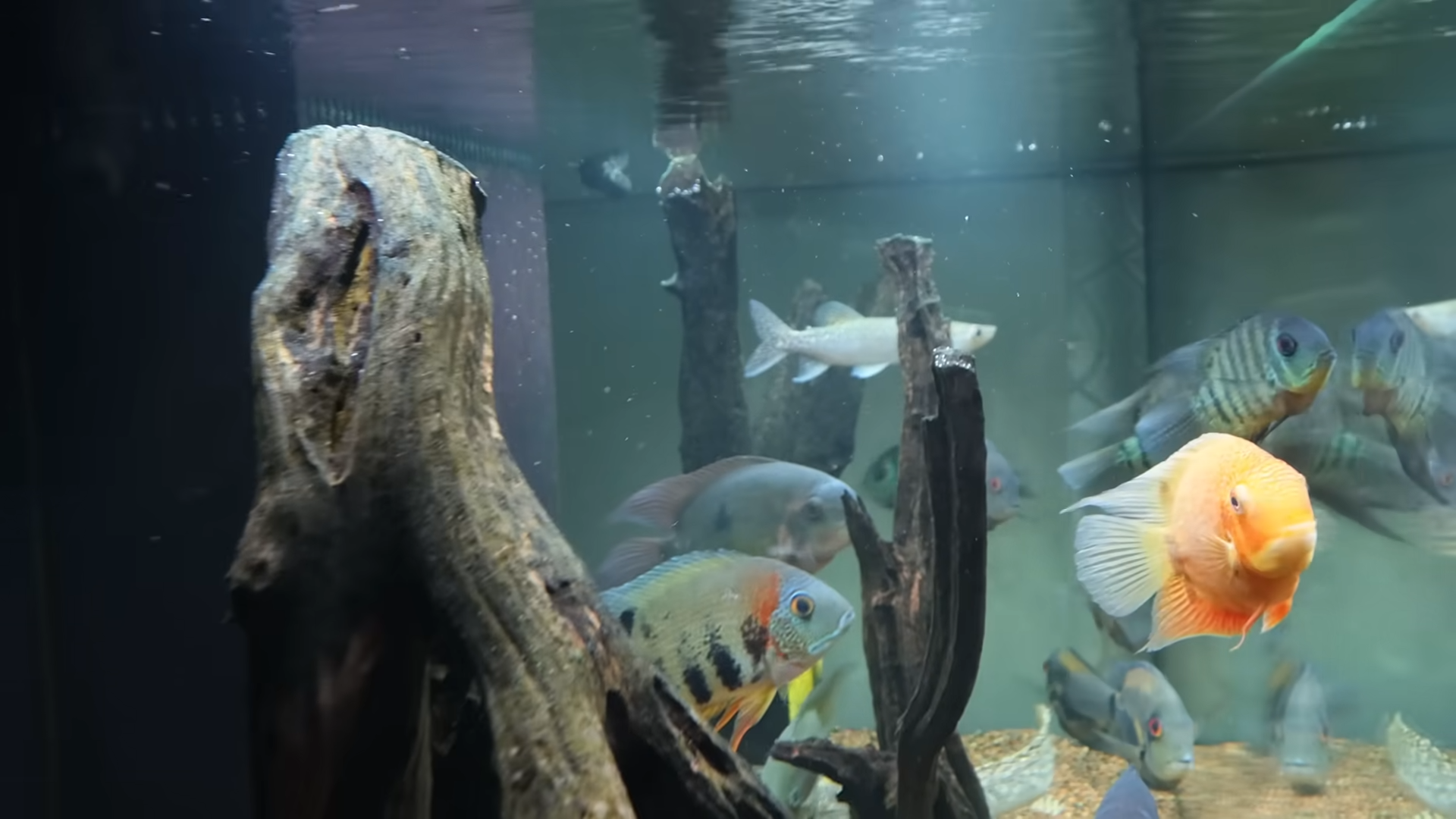 Buying exotic monster predatory fish for my aquarium!