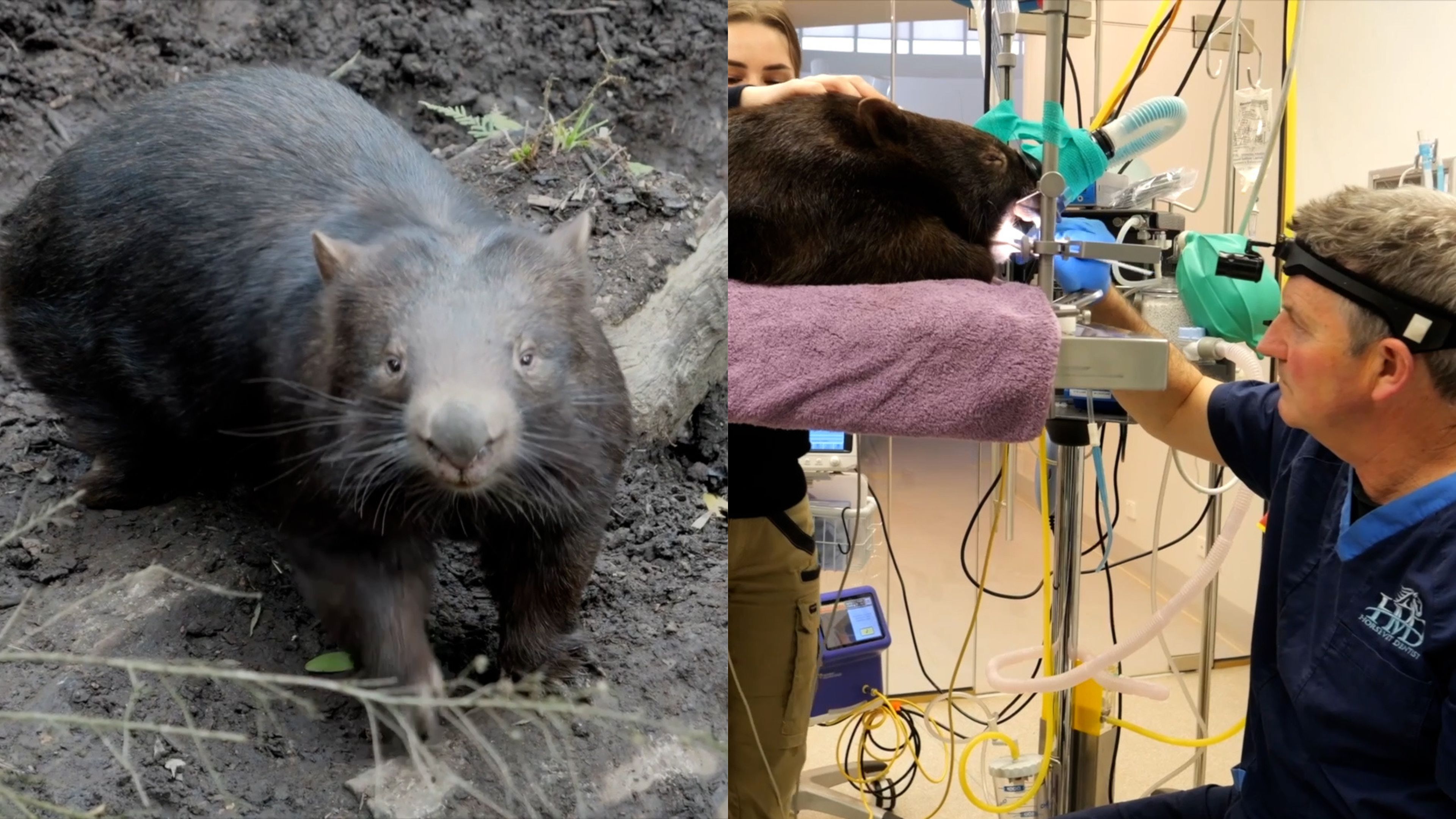 Wombats Gem and Milo get teeth into dental check-up