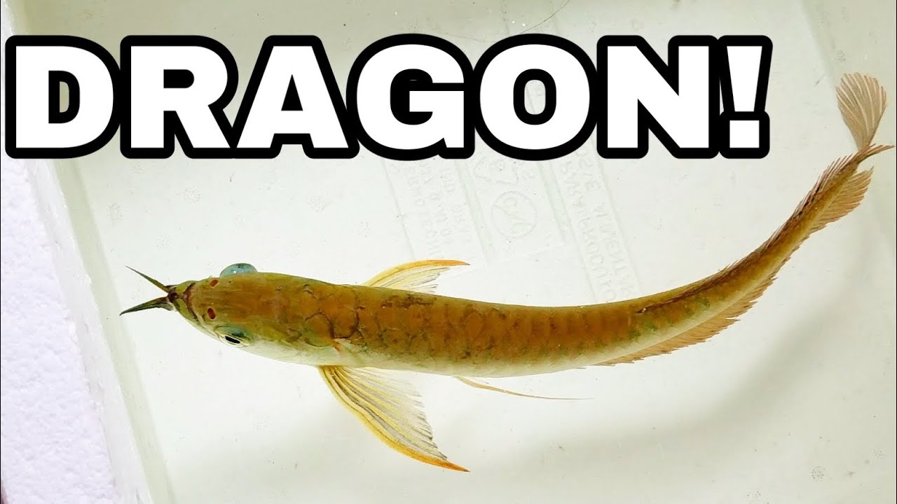 Meet My New Pet Dragon Fish – Massive Tank Predator