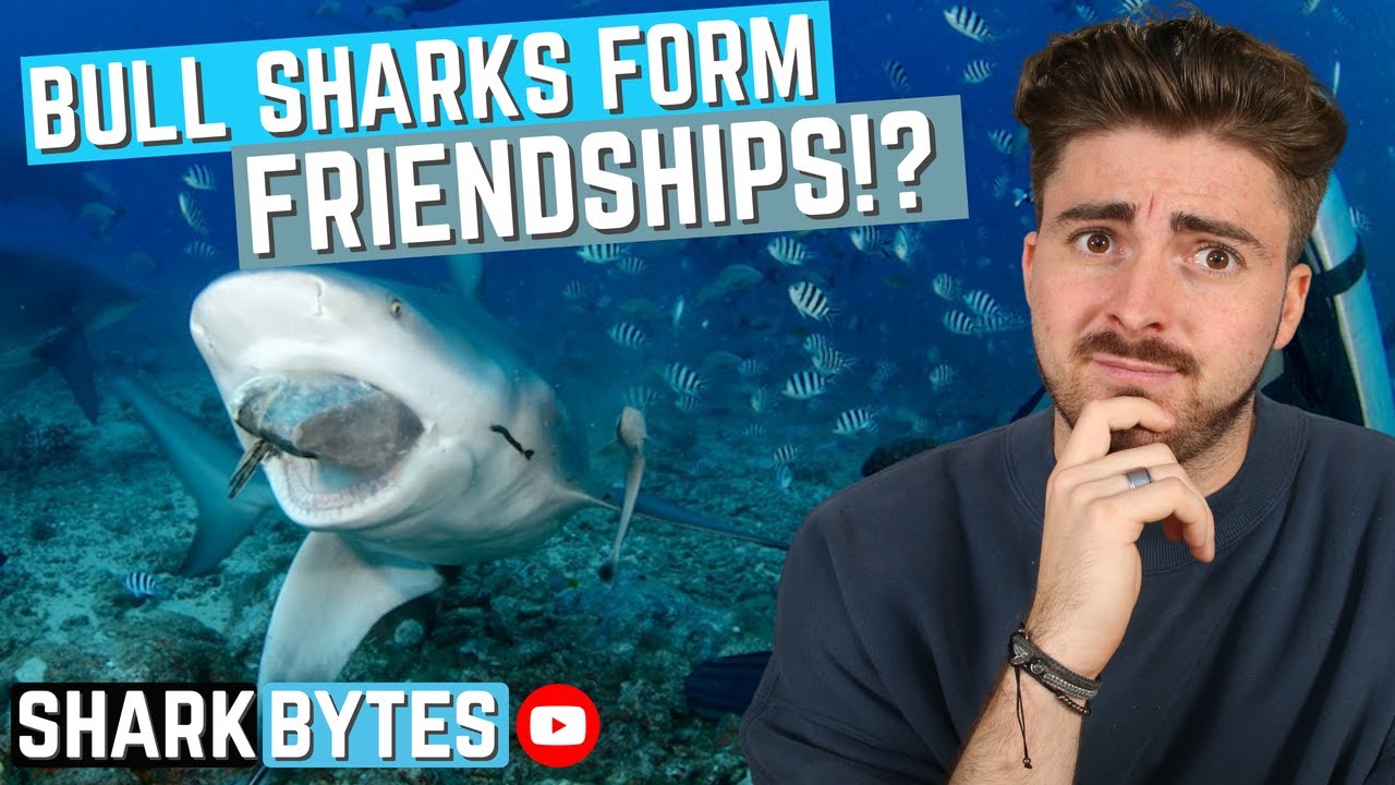 New research shows bull sharks form real friendships