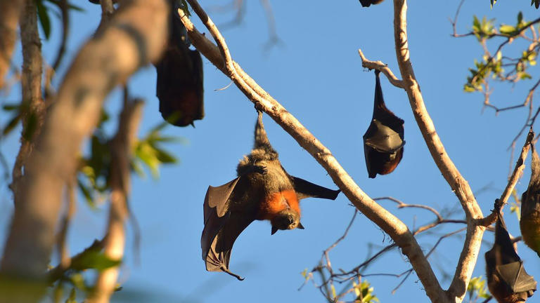 Urgent warning after bat bite spike