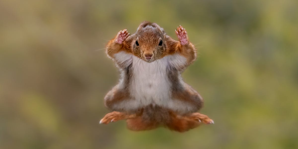 From a 'smoking' duck to a ninja squirrel: the funniest photos from ...