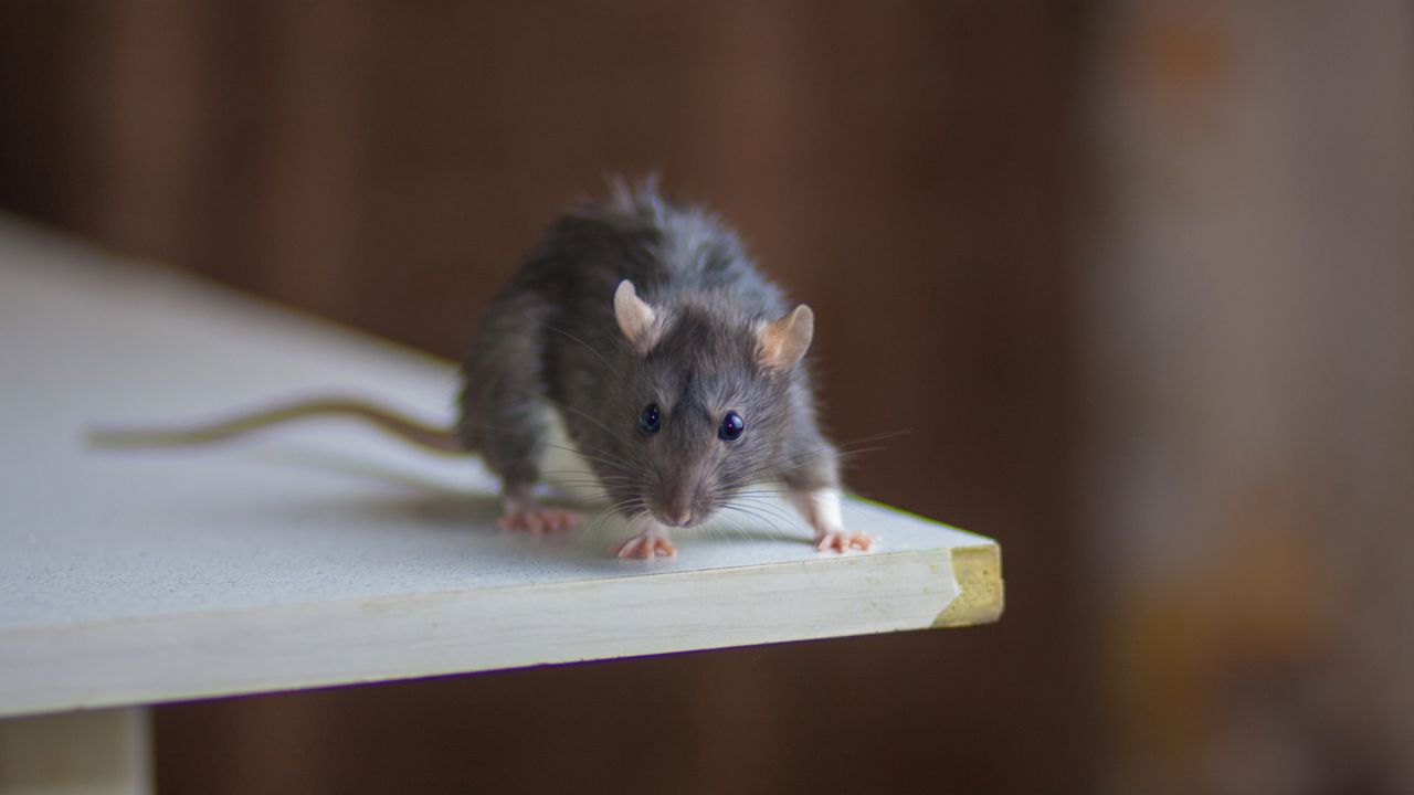 How to get rid of rats in your home in 6 simple (and fast) steps