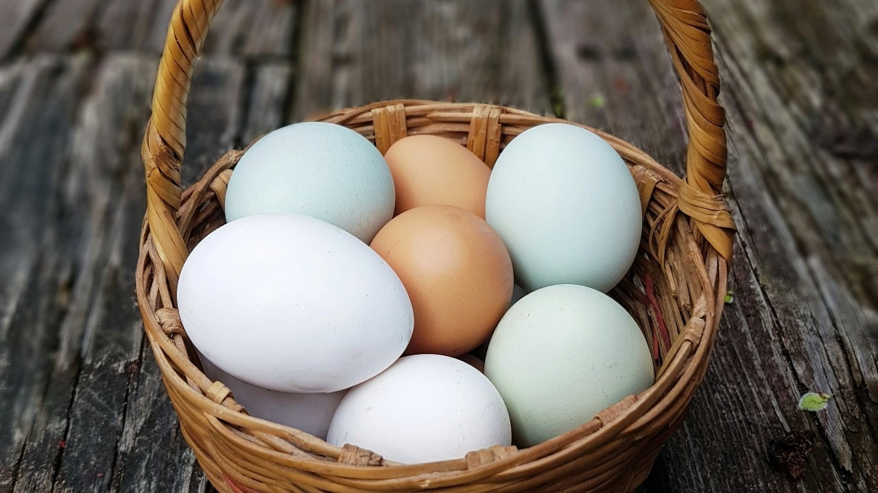 If not eggs, what is a good source of protein for vegetarians?