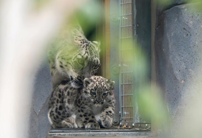 International Snow Leopard Day: Rare baby snow leopard gets first ...