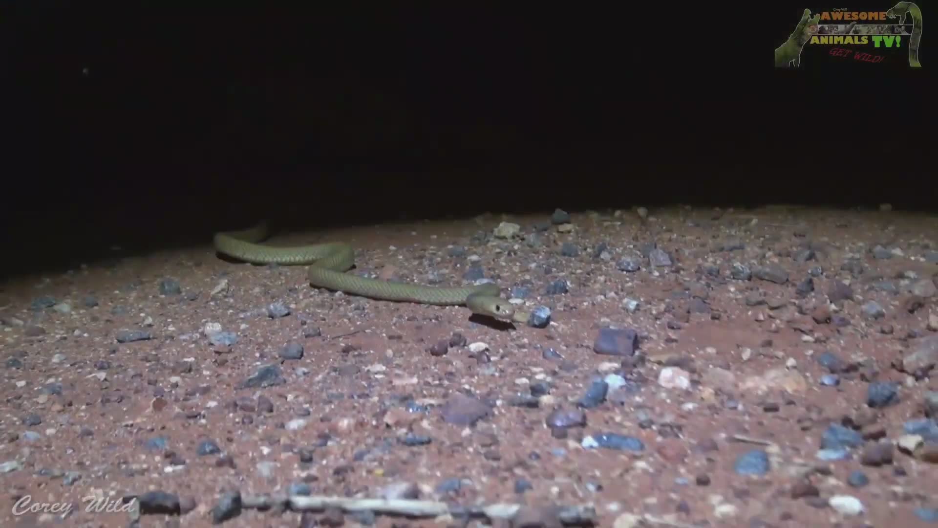 Deadly venomous snakes | brown snake, king brown mulga snake, white ...