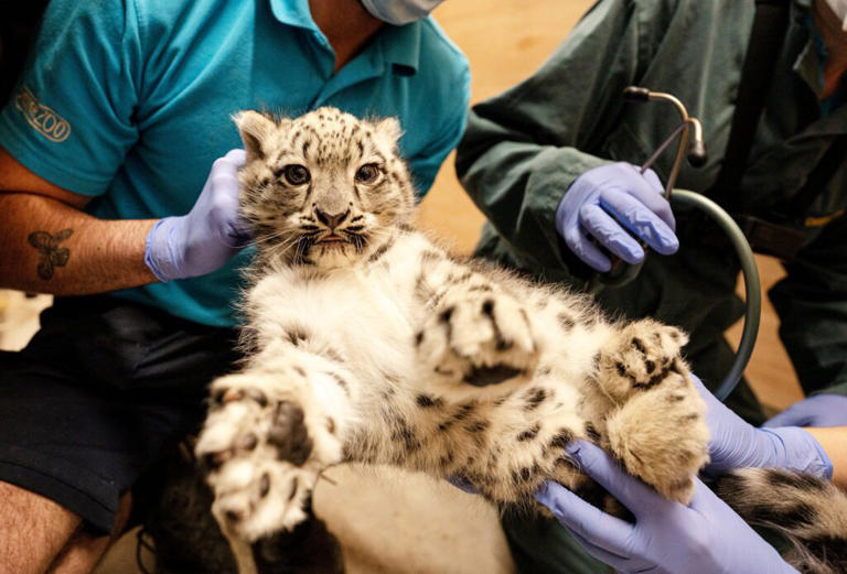 International Snow Leopard Day: Rare baby snow leopard gets first ...