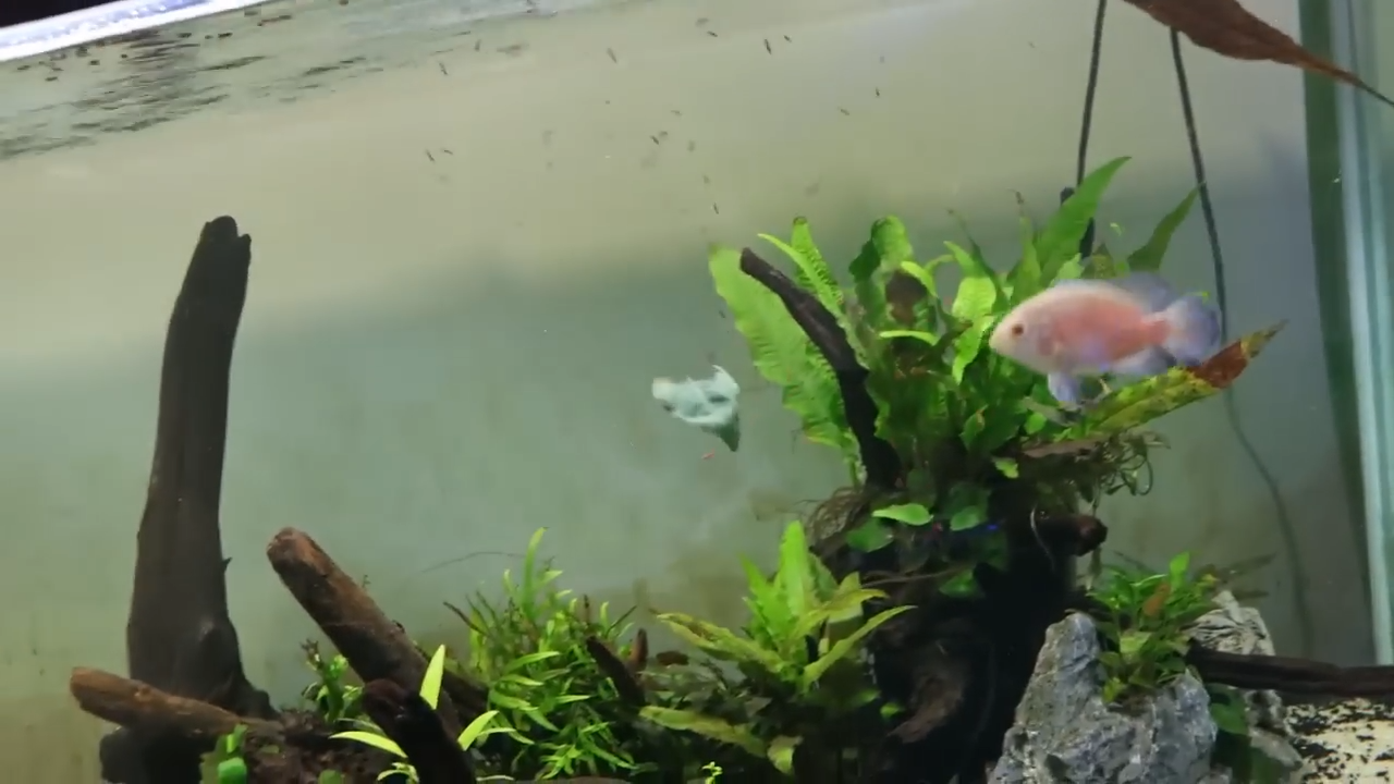 Massive aquarium haul - adding incredible dream fish to the collection!