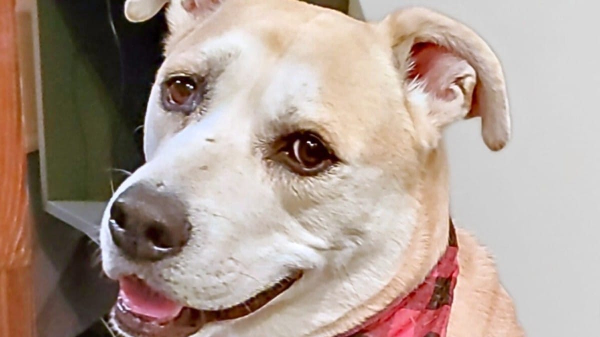 Shelter's longest-staying dog is adopted and 9 years later, a letter ...