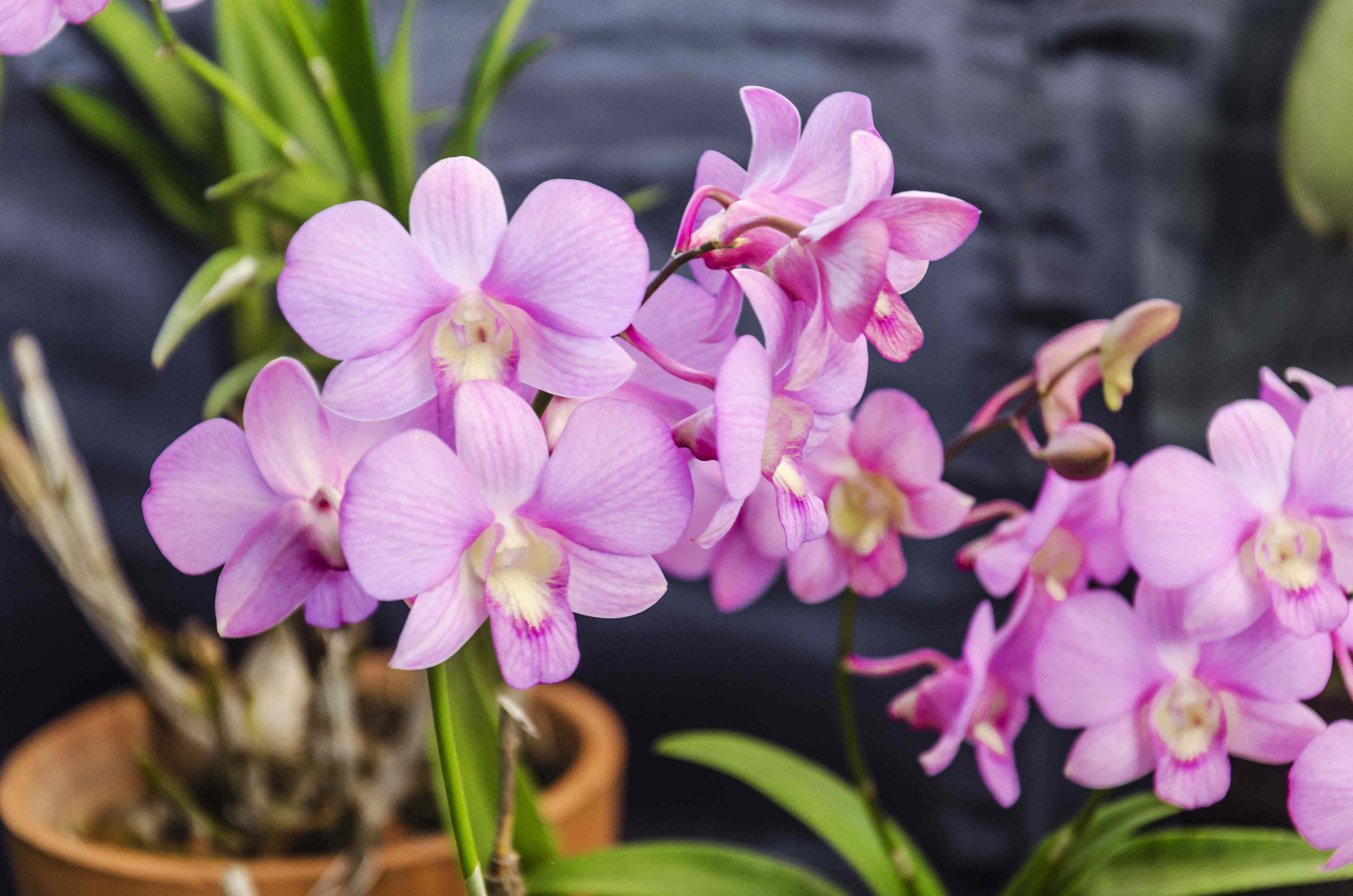 How to Prune Orchids the Right Way So They Keep Blooming Year After Year