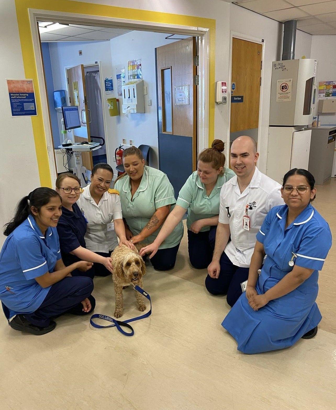 Hospital therapy dog crowned national dog of the year
