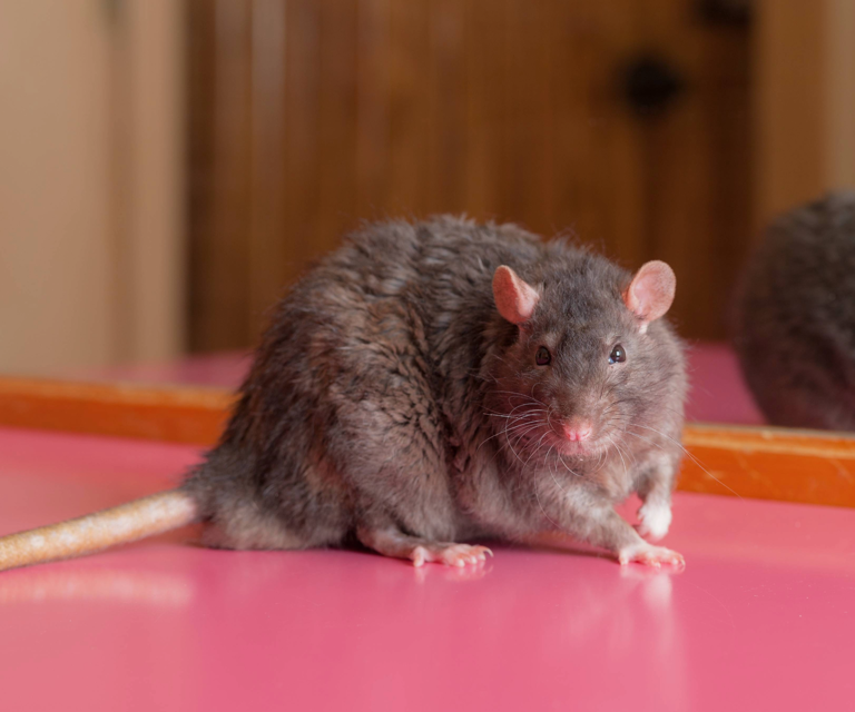 How to get rid of rats in your home in 6 simple (and fast) steps