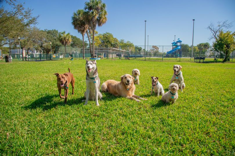 Britain's most pampered dog breed is also one of the most popular