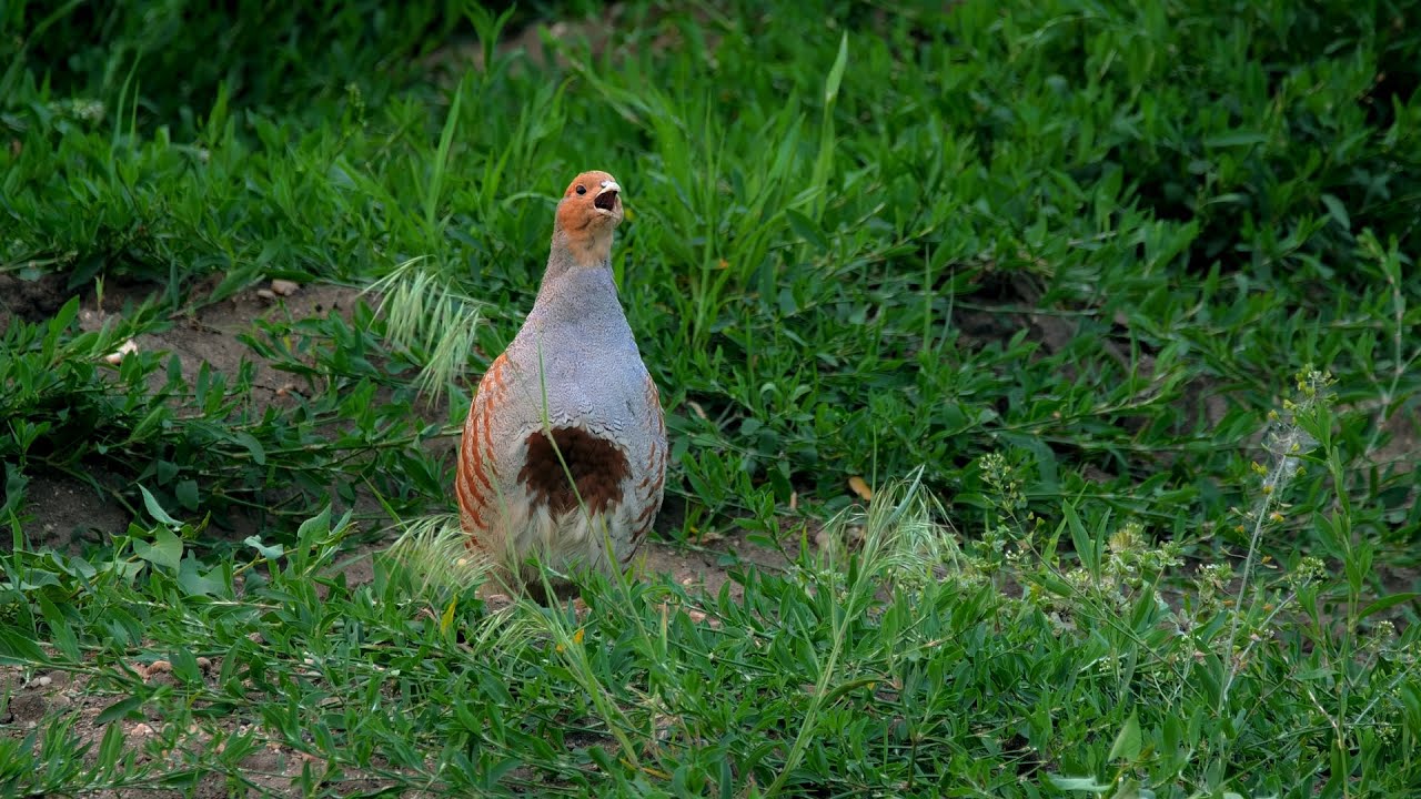 Call of the Grey Partridge (Perdix perdix)