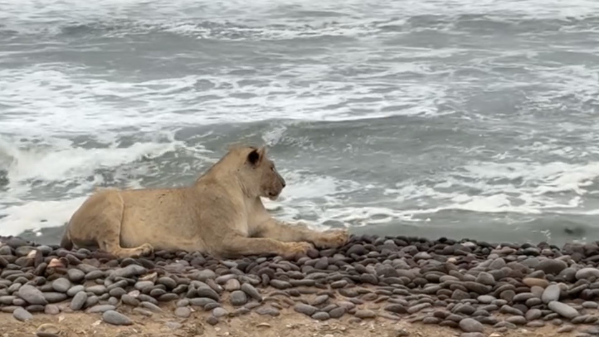 This photographer captures a unique moment: the world's only sea lions