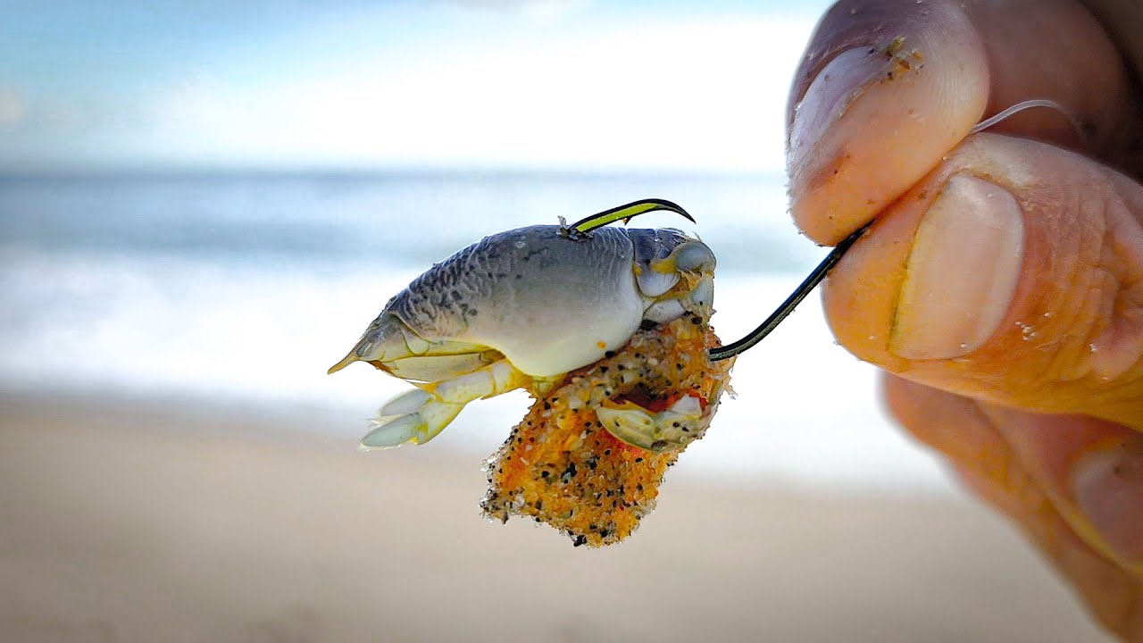 The best beach fishing bait for catching pompano