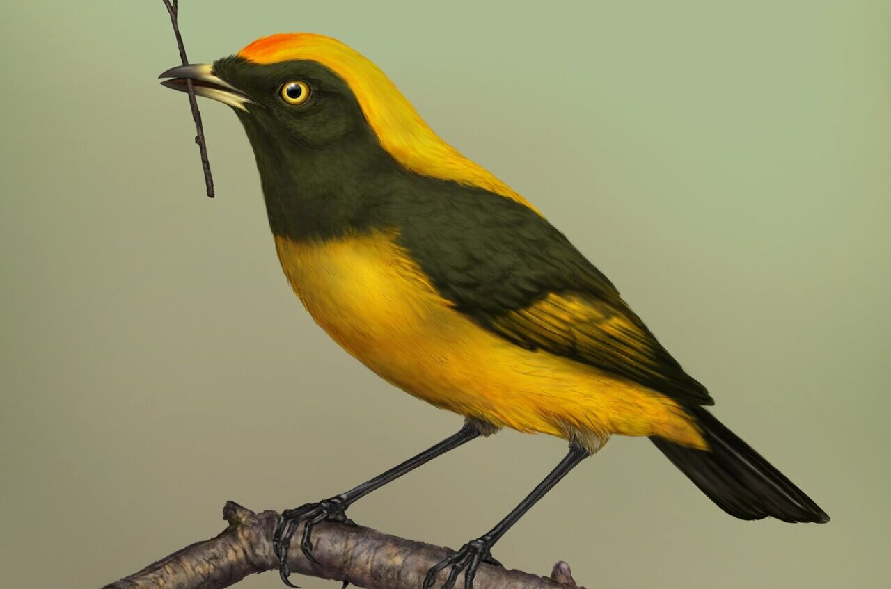 Tiny fossil bone helps unlock history of the bowerbird