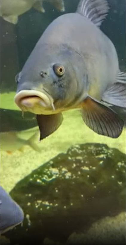 An Unbelievable Carp Catch That Will Blow Your Mind